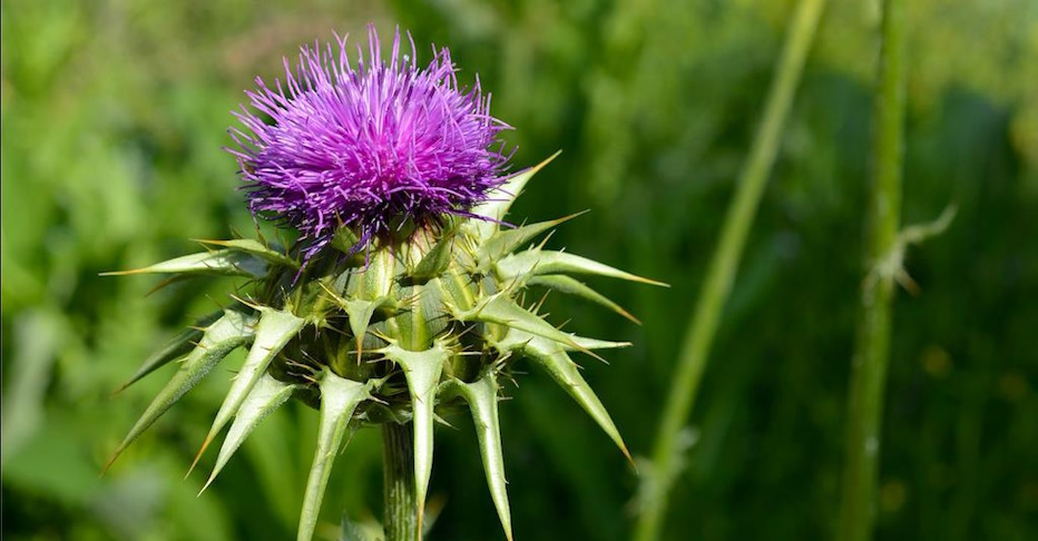 Süt Devedikeni (Silybum marianum): Özellikleri, Faydaları ve Kullanım ...